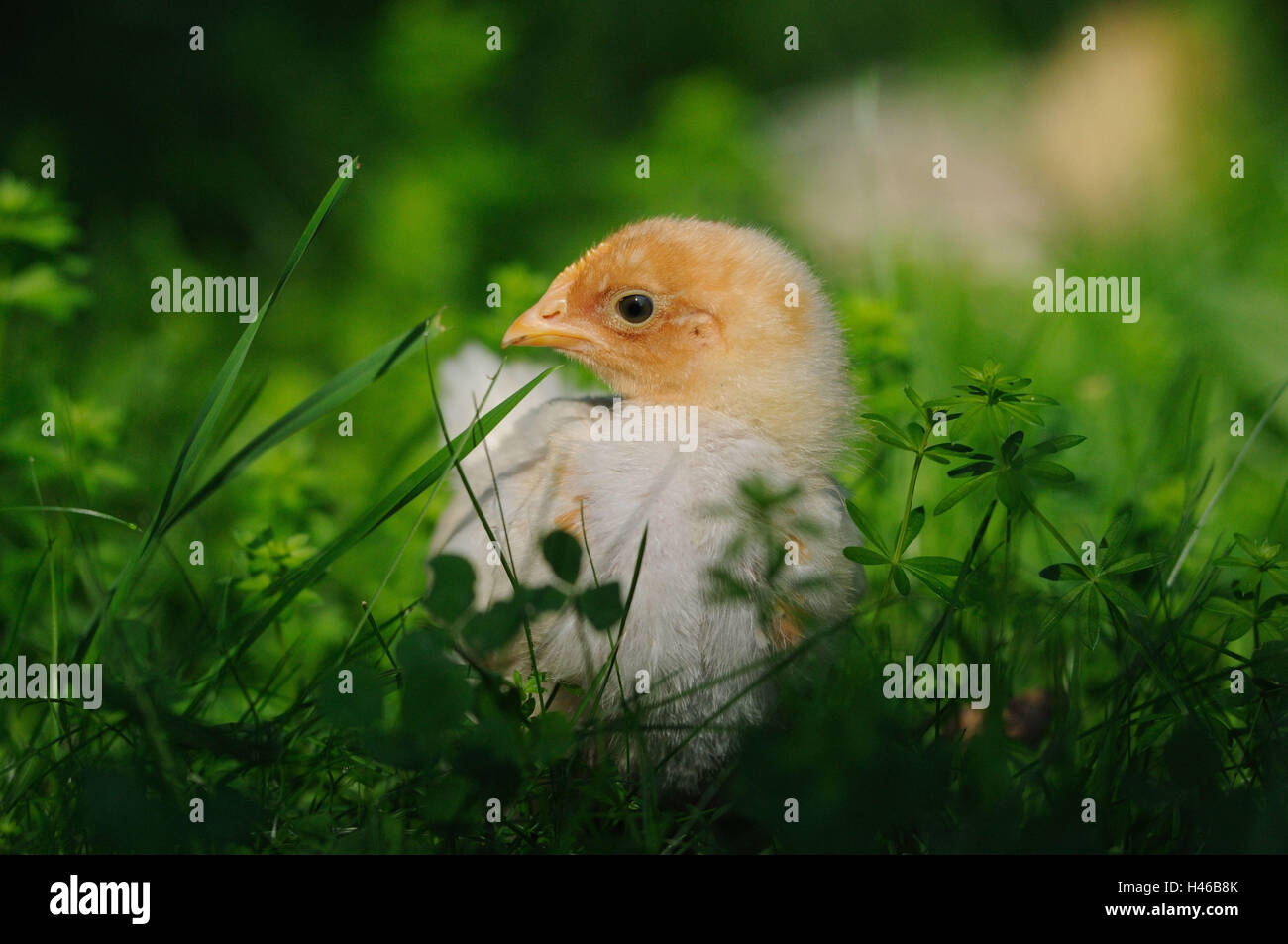 House chicken, Gallus gallus domesticus, chicks Stock Photo - Alamy