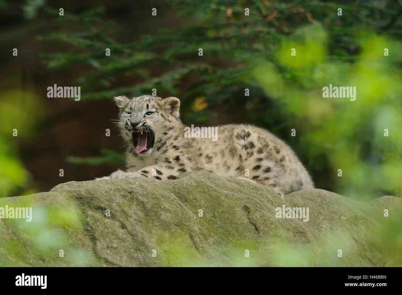 Snow leopard, Uncia uncia, young animal, yawn Stock Photo - Alamy