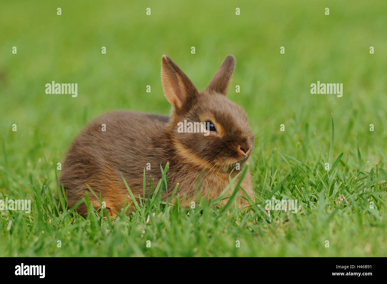 Rabbits, colour dwarf 'Havana Blazing', young animal Stock Photo - Alamy