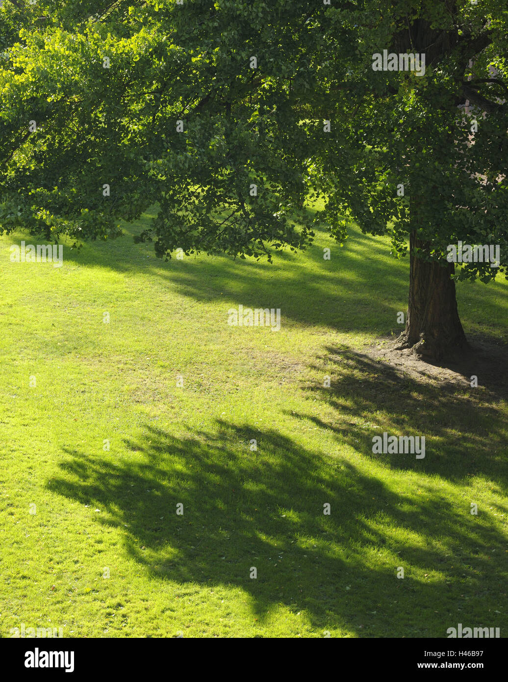 Shade meadow hi-res stock photography and images - Alamy