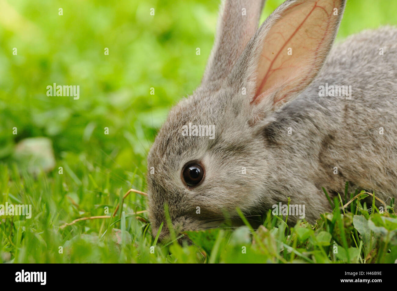 Domestic rabbit, young animal Stock Photo - Alamy