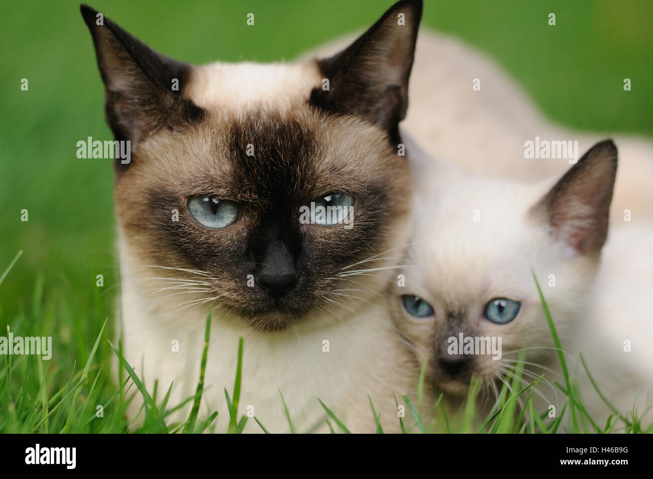 Siamese Seal Point cats, mother animal, young animal, portrait Stock ...