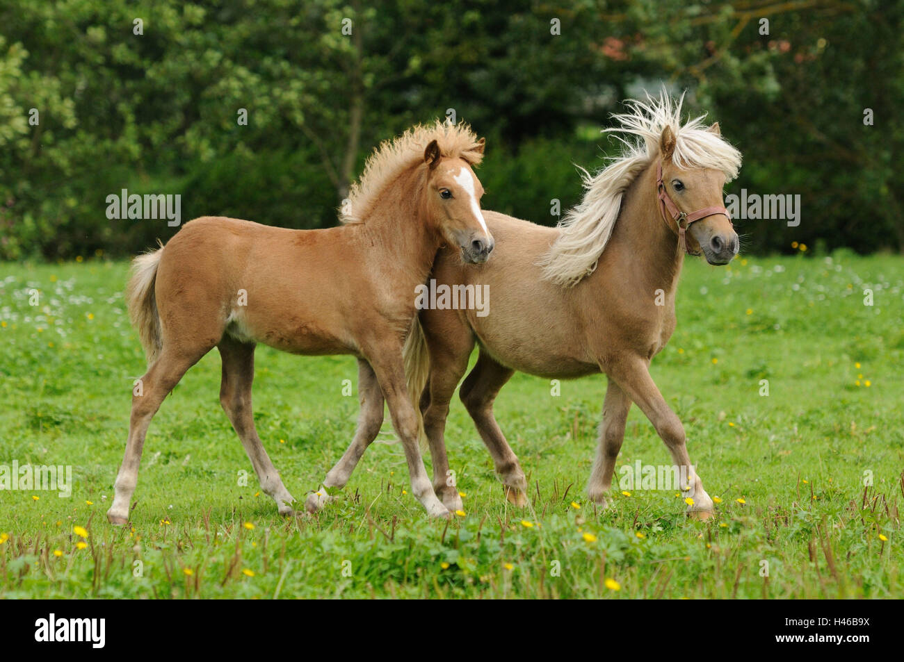 Two welsh pony horses hi-res stock photography and images - Alamy