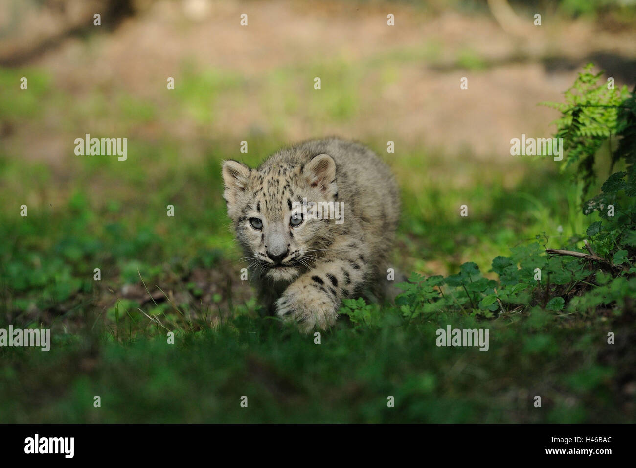 Snow leopard, Uncia uncia, young animal, walking, creeping Stock Photo ...