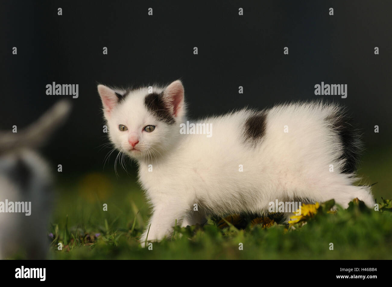 House cat, young animal, meadow, side view Stock Photo - Alamy