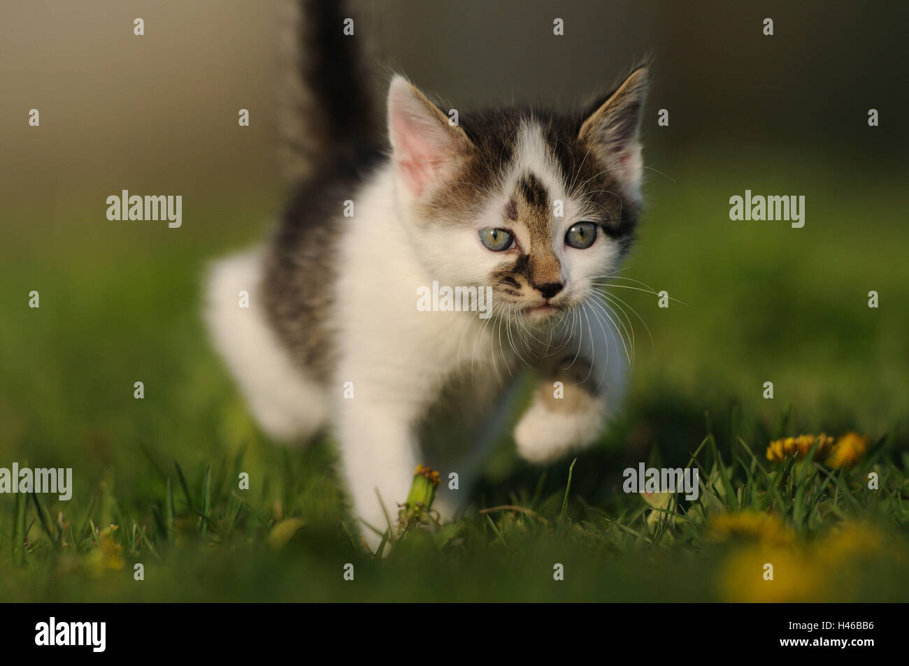 Determined cat hi-res stock photography and images - Alamy