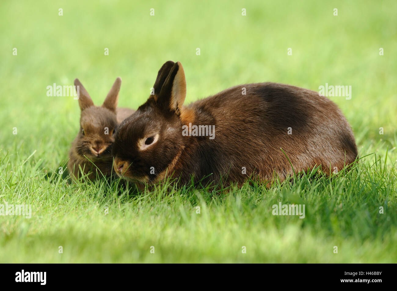 Rabbits, Netherland dwarf 'Havanna Loh', mother with young animal ...