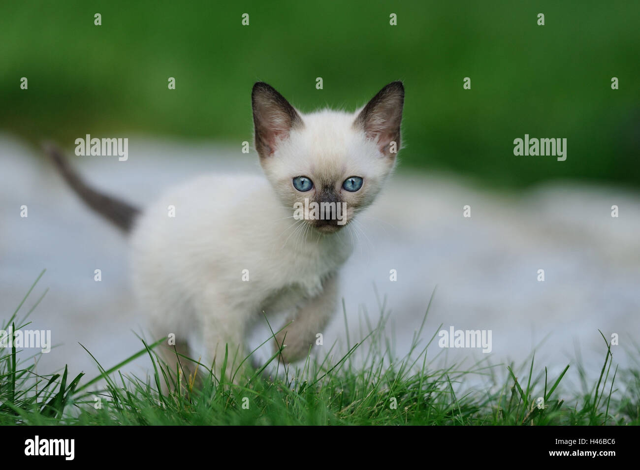 Standing siamese cat hi-res stock photography and images - Alamy