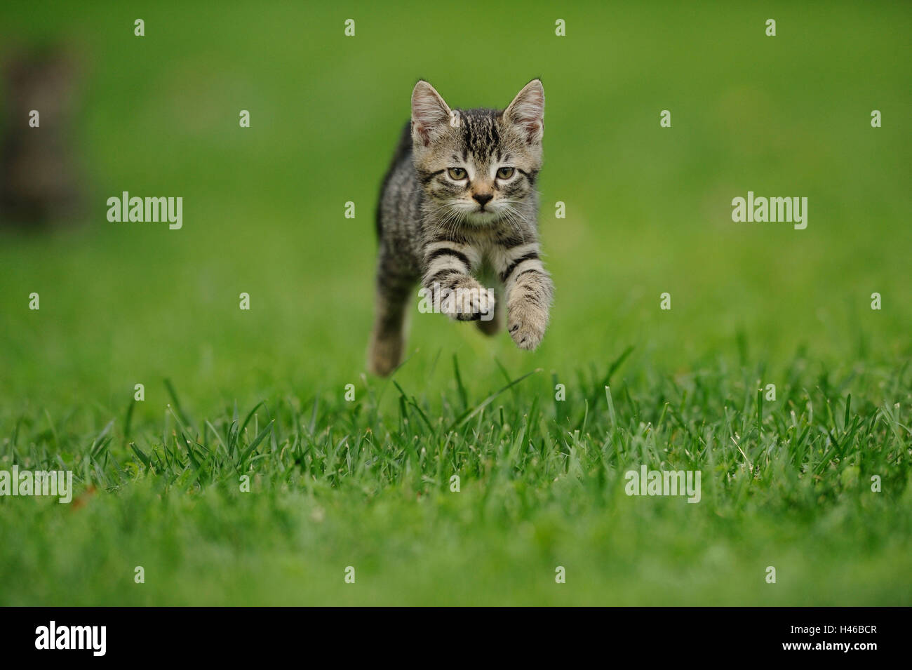 Domestic kitten jumping hi-res stock photography and images - Alamy