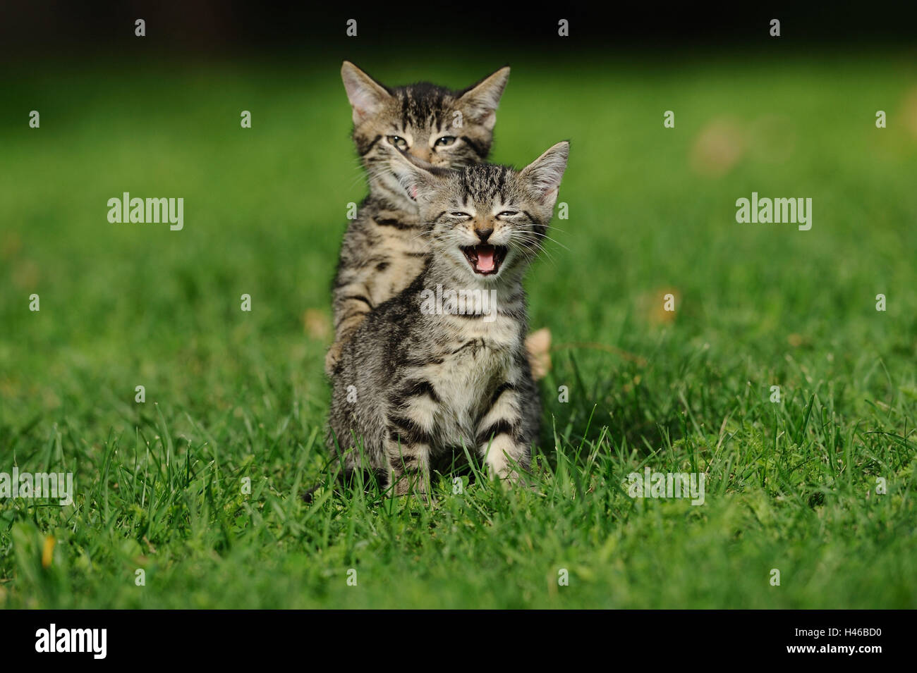Domestic kittens, young animals, meadow, sitting, miaowing Stock Photo ...