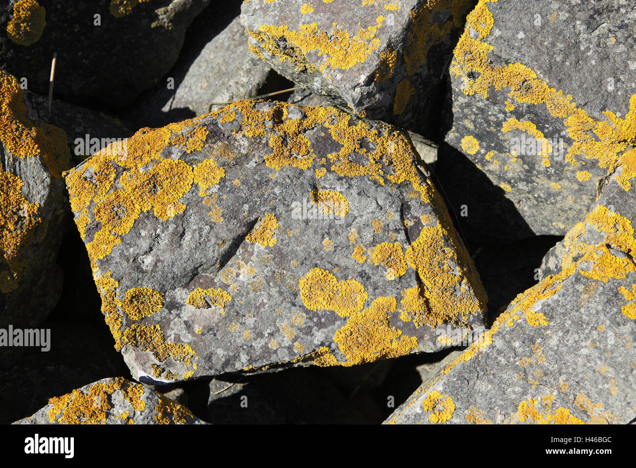 Stones, yellow lichens, rock, angularly, edges, lichens, yellow, algae ...