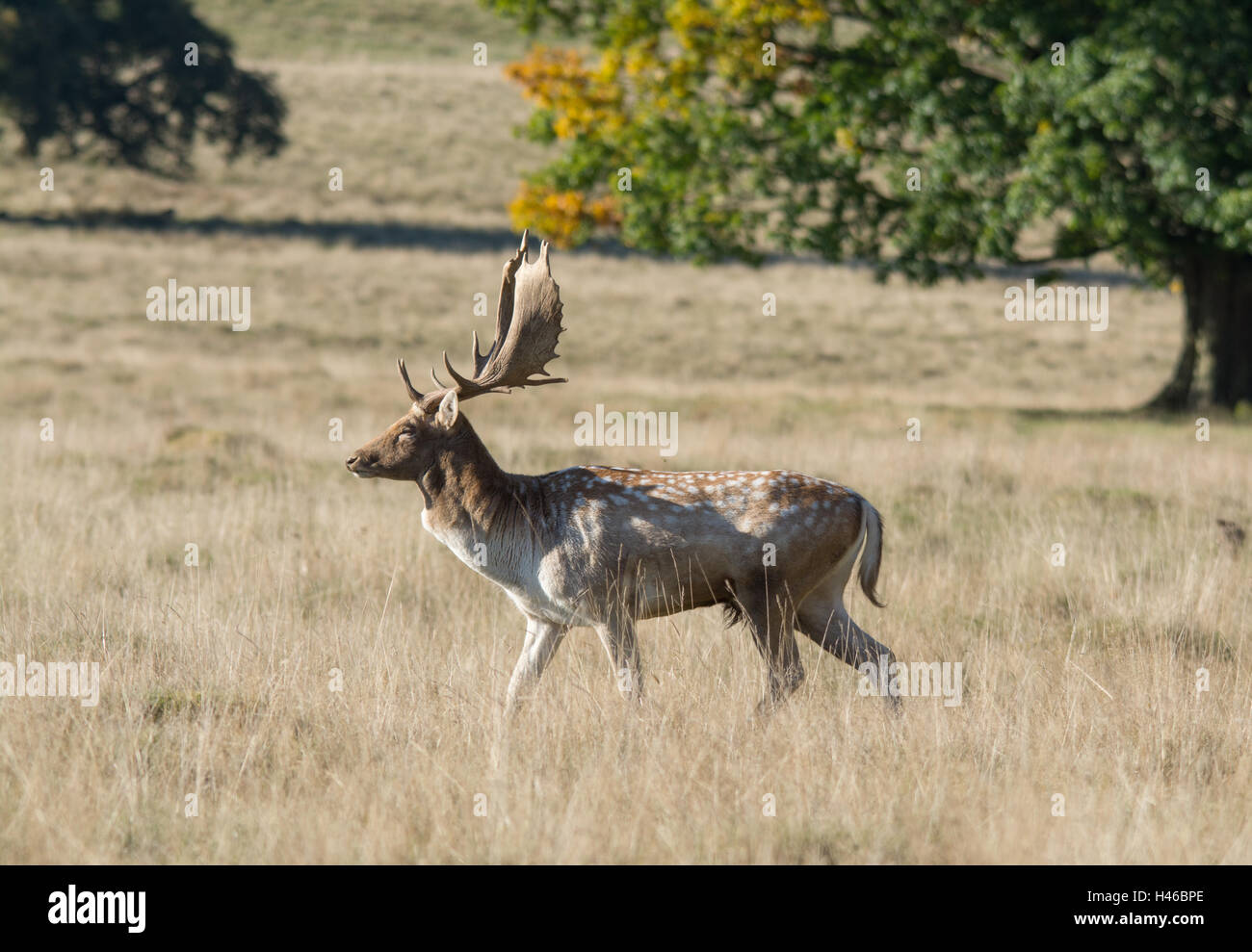 Fallow deer stag (buck) during autumn at Petworth Park in West Sussex ...