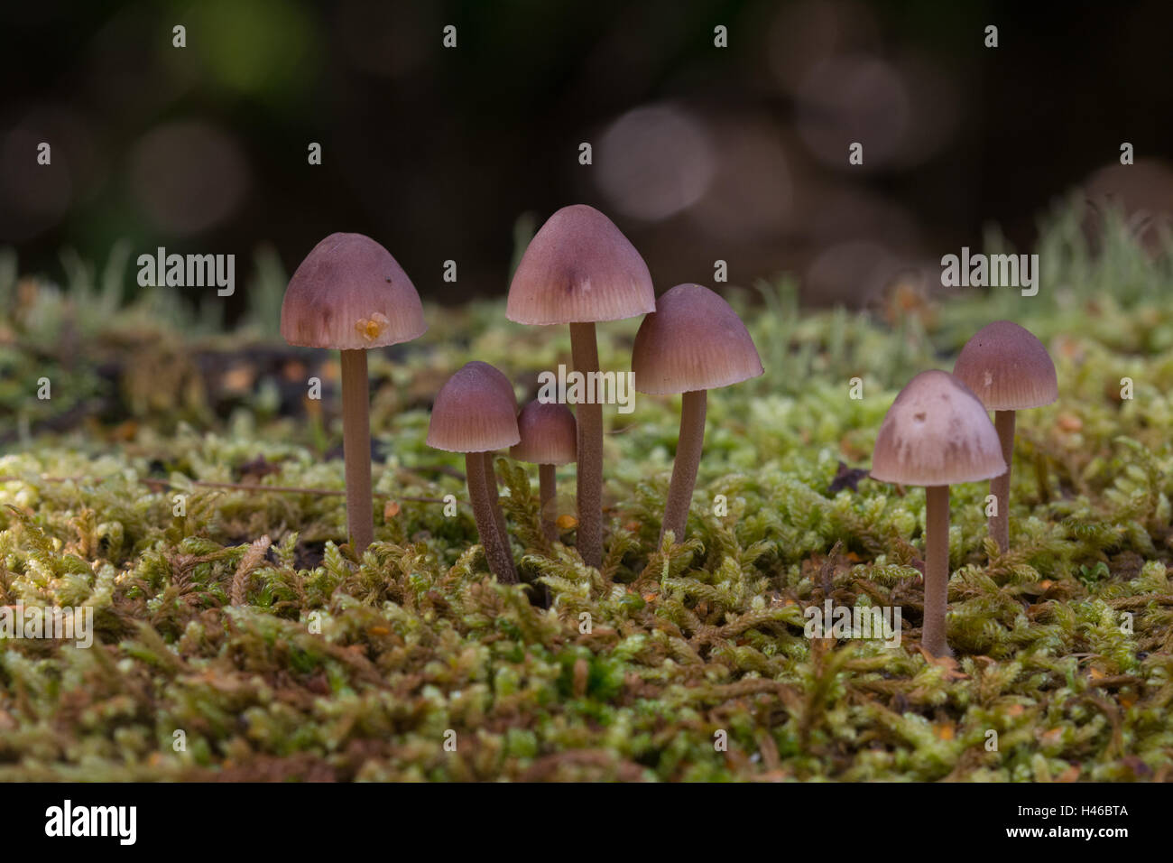 Fungus Clump Group Toadstools Fungi High Resolution Stock Photography ...