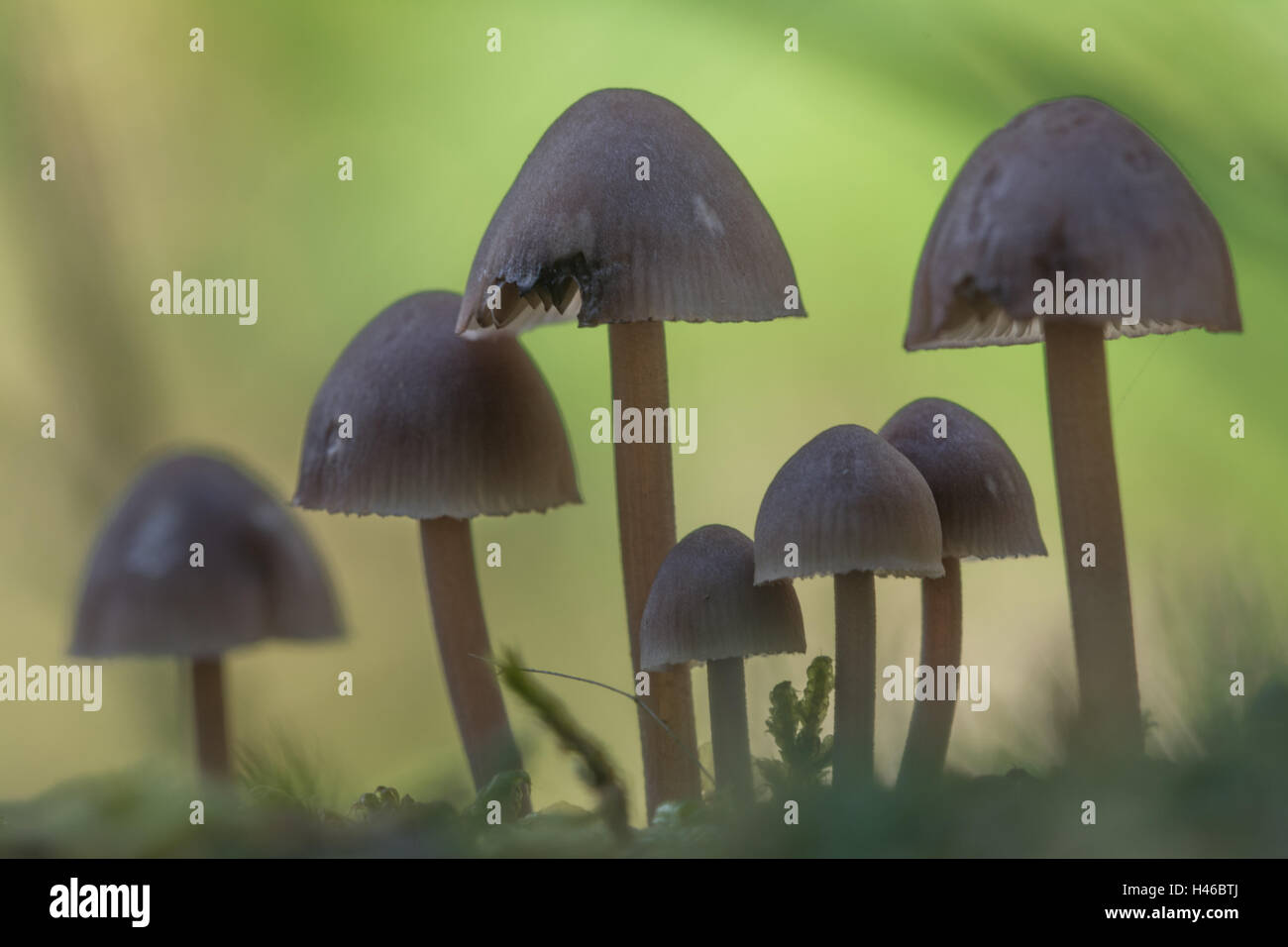 Fungus Clump Group Toadstools Fungi High Resolution Stock Photography ...