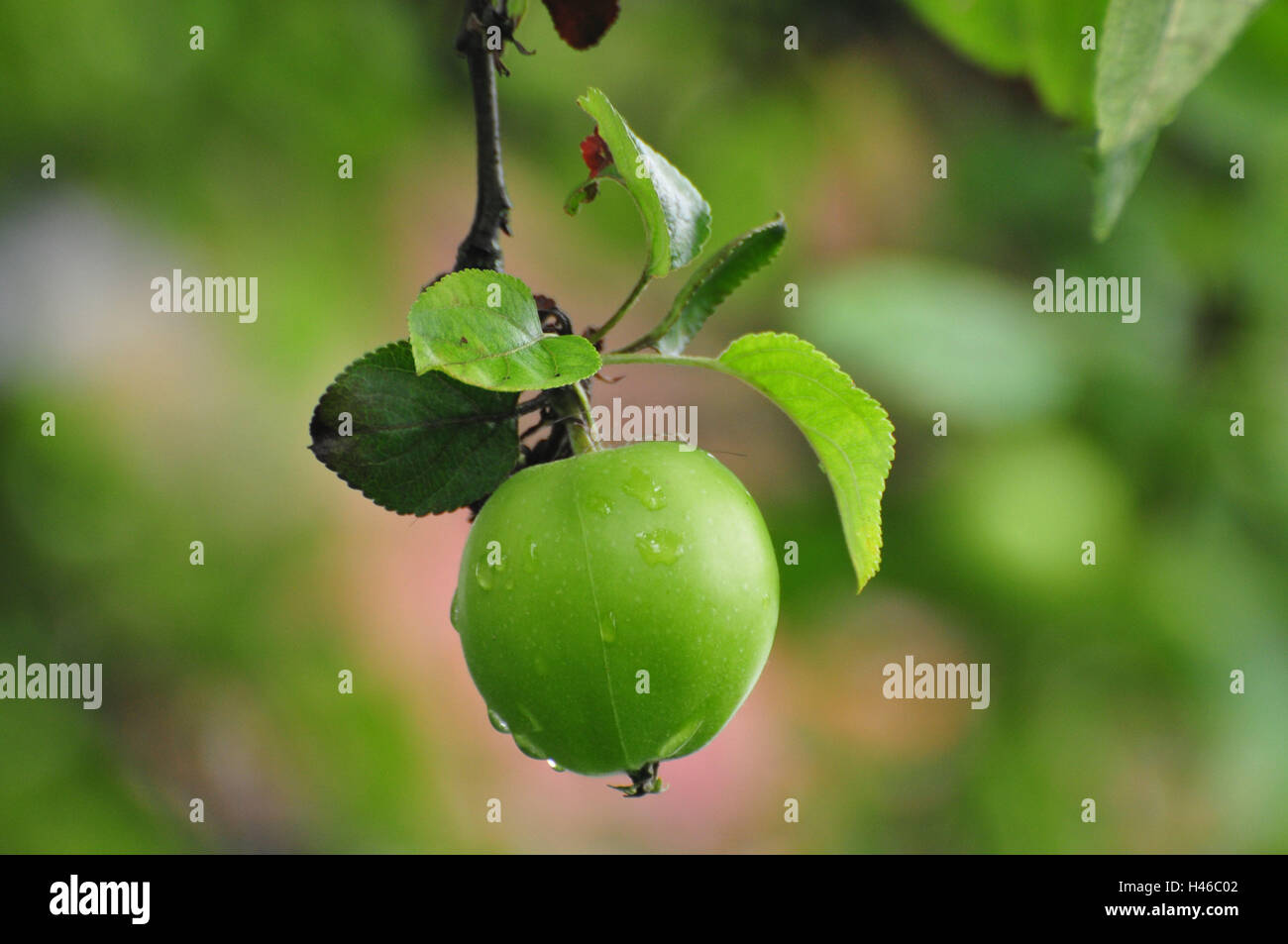 Wild Apple Tree High Resolution Stock Photography and Images - Alamy