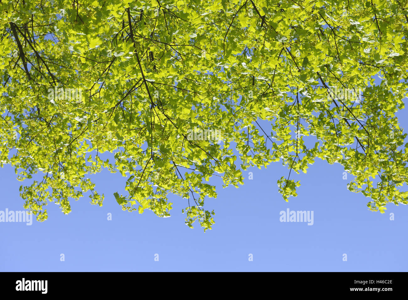 Maple, leaf roof, heaven Stock Photo - Alamy