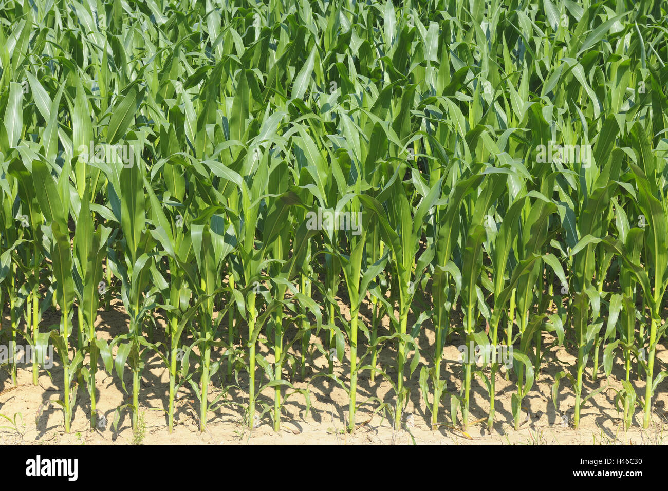 Corn field, agriculture Stock Photo - Alamy