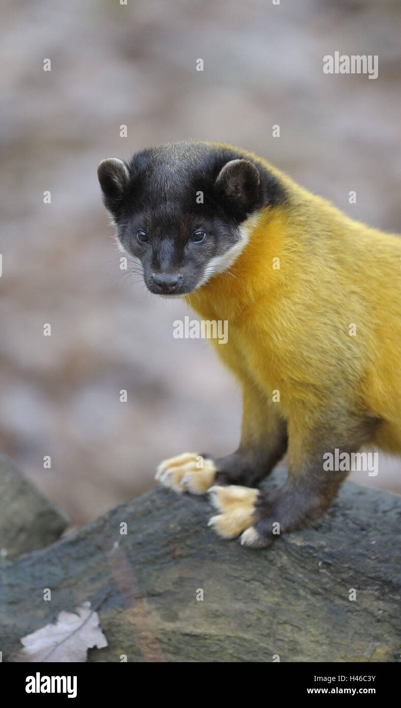 Yellow-throated martens, Martes flavigula, standing, trunk Stock Photo ...