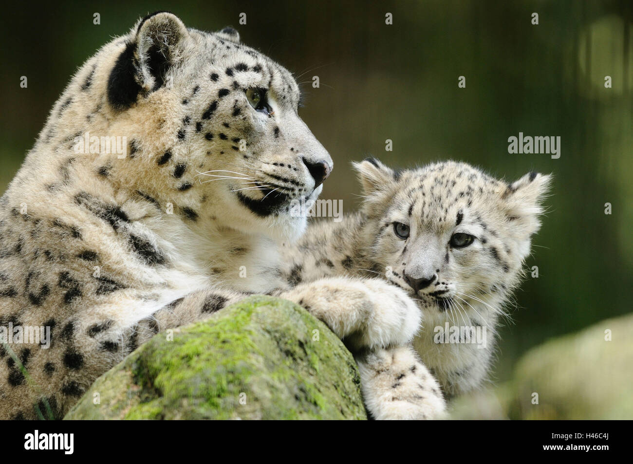 Snow leopard, Uncia uncia, nut with young animal Stock Photo - Alamy