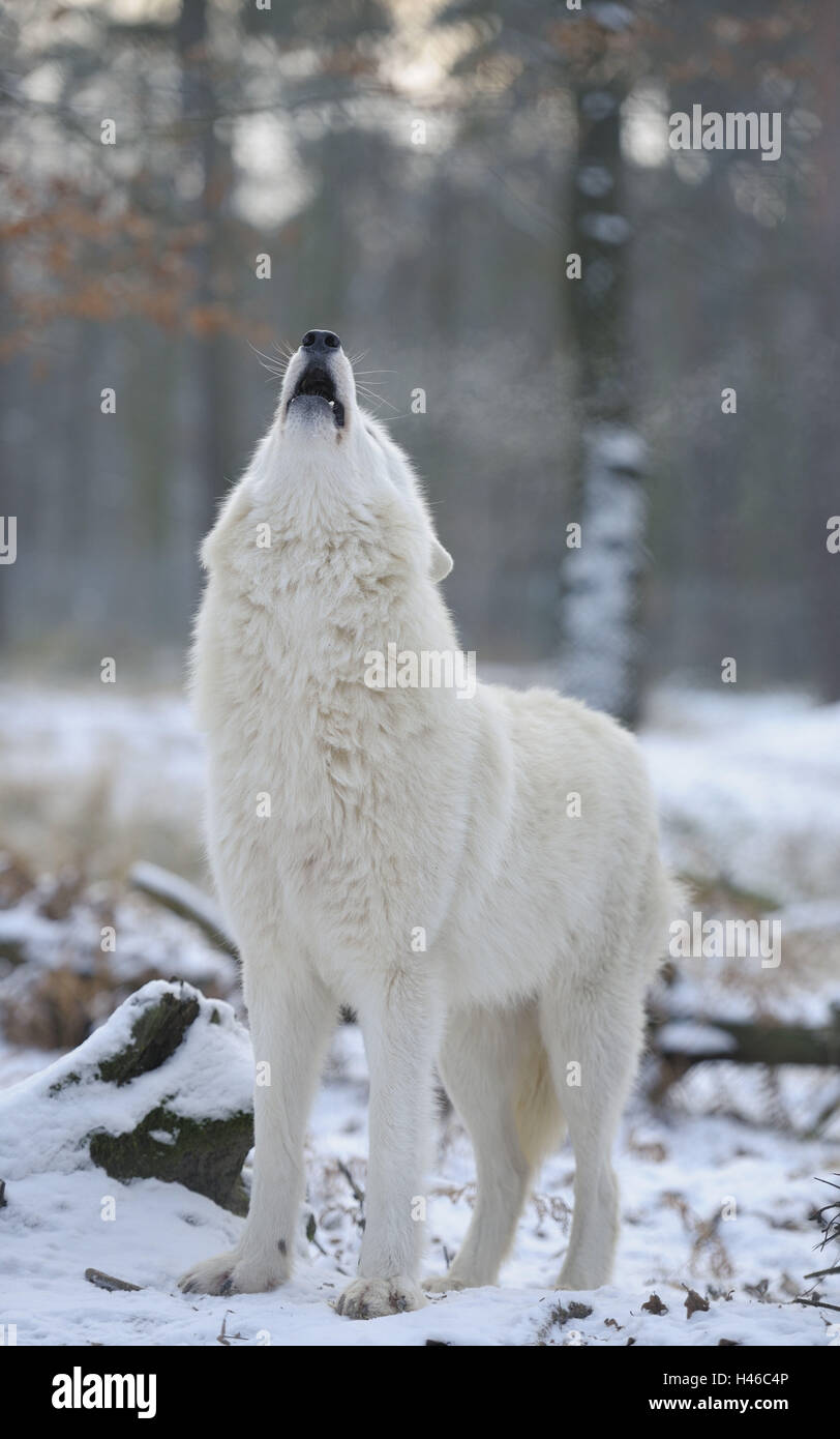 Arctic wolf howling hi-res stock photography and images - Alamy