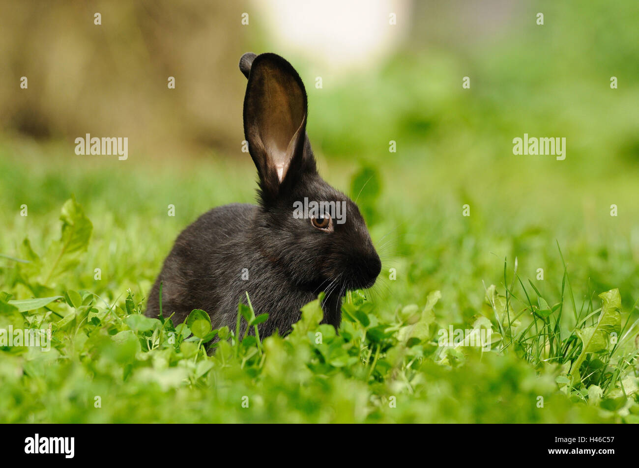 Domestic rabbit, young animal Stock Photo - Alamy