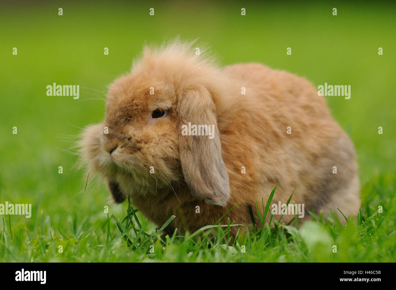 Domestic rabbit, meadow Stock Photo - Alamy