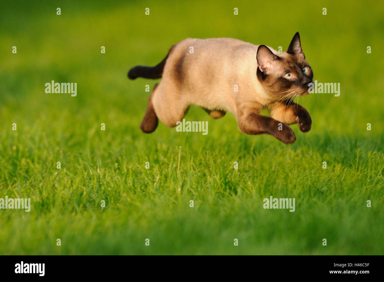 Siamese Seal Point High Resolution Stock Photography and Images - Alamy