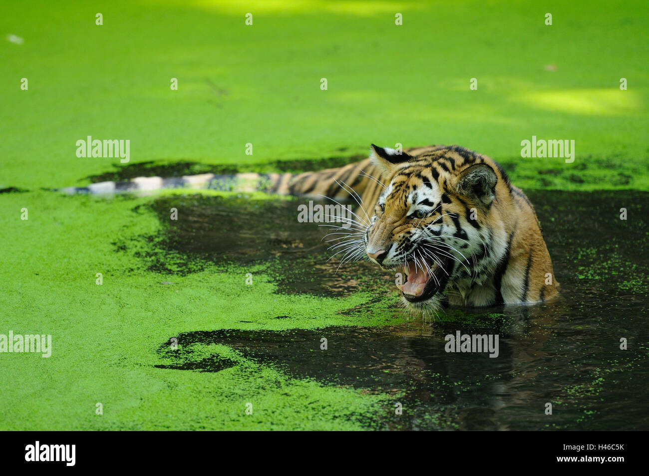 Siberian tiger, Panthera tigris altaica, water, hissing Stock Photo - Alamy