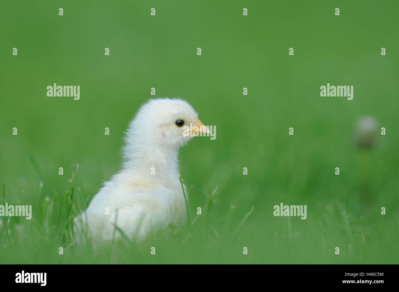 Six chicks hi-res stock photography and images - Alamy