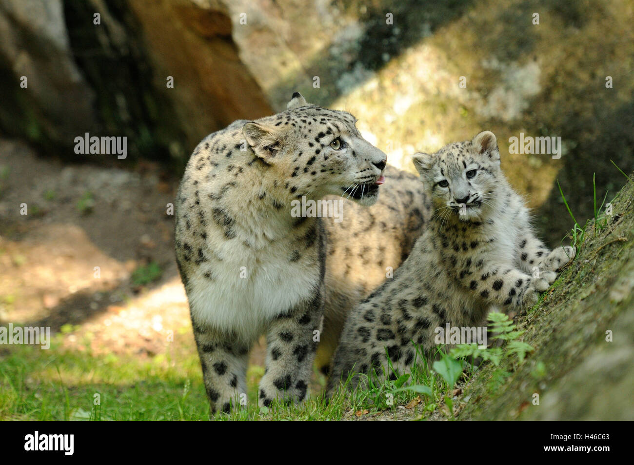 Young animal with nut hi-res stock photography and images - Alamy