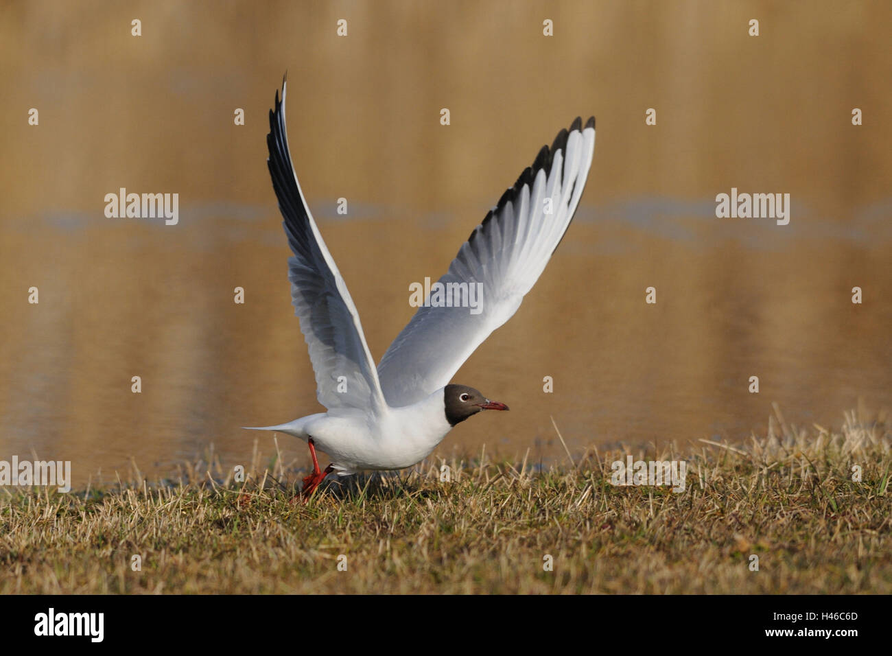 Black-headed gull, Larus ridibundus, lakeside, flying off Stock Photo ...