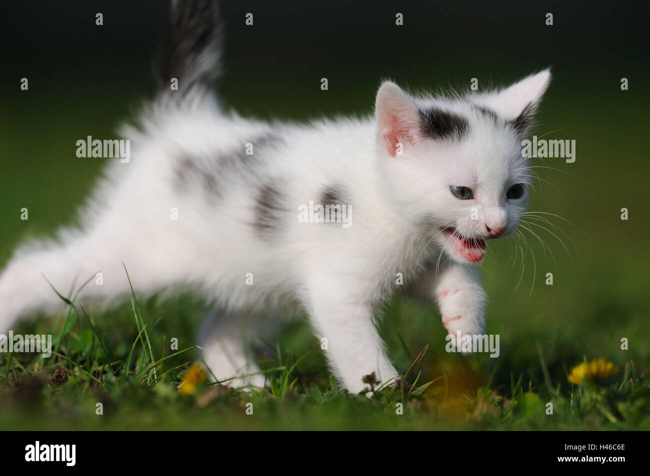 Two tone cat hi-res stock photography and images - Alamy