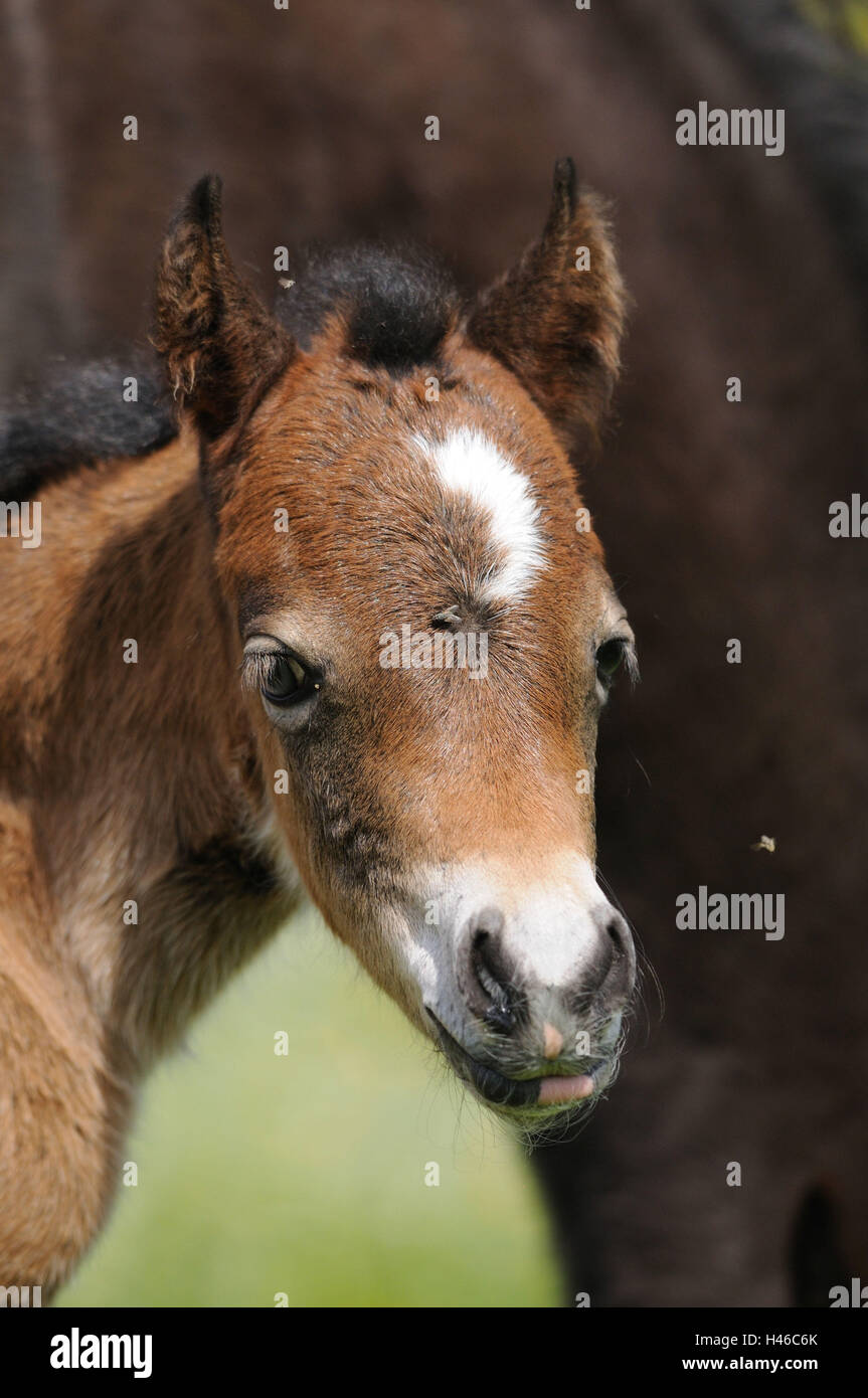 Welsh pony, foal, portrait Stock Photo - Alamy