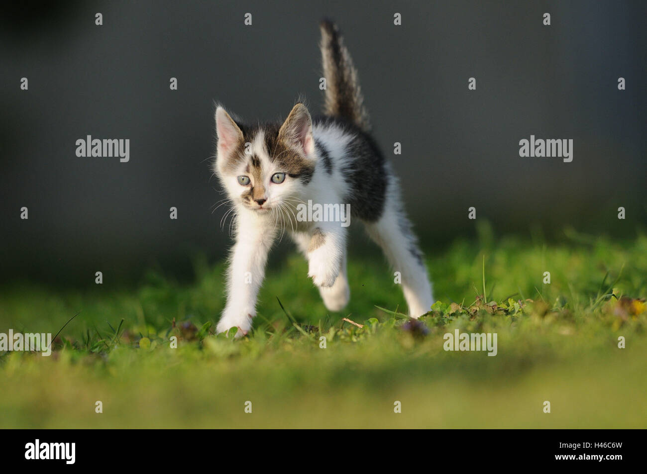 Domestic animals determined hi-res stock photography and images - Alamy