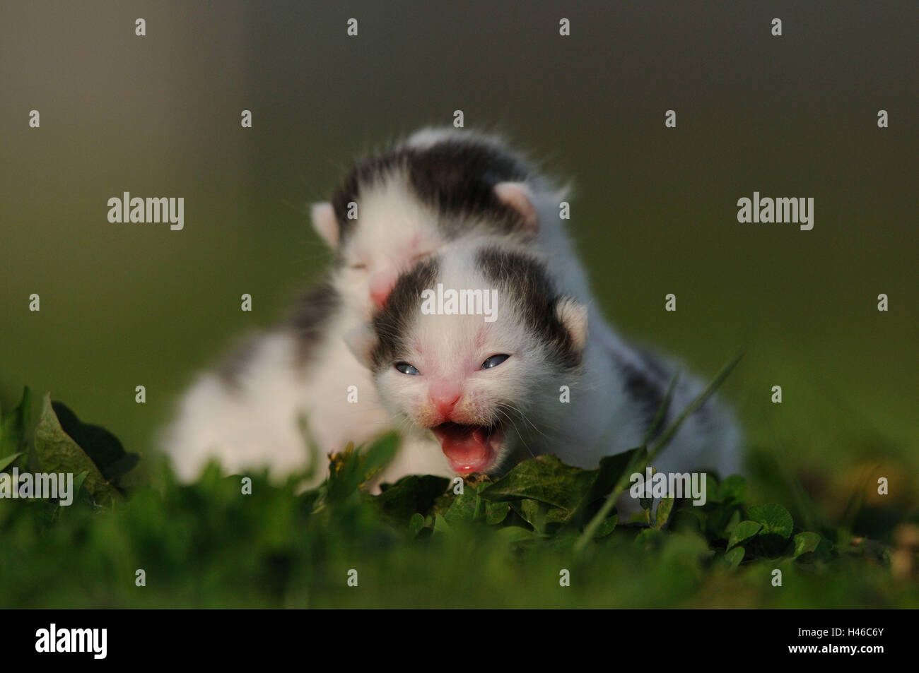 Domestic cats, young animals, miaowing Stock Photo - Alamy