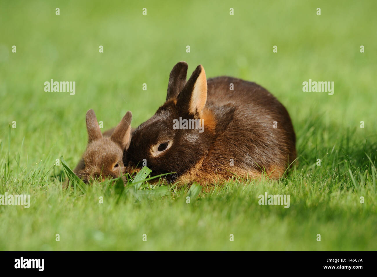 Rabbits, Netherland dwarf 'Havanna Loh', mother with young animal ...