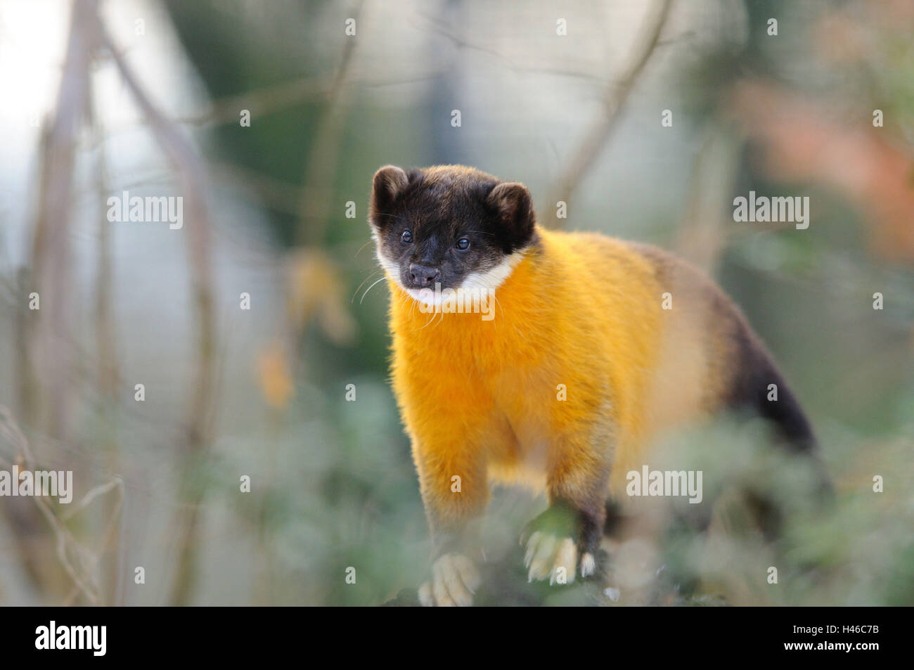 Yellow-throated marten, Martes flavigula, standing, front view Stock ...