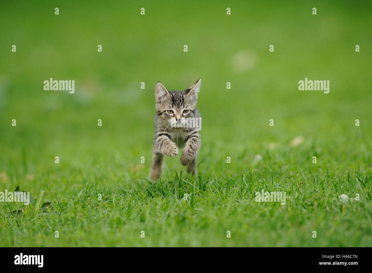 House cat, young animal, meadow, run, jump, head-on Stock Photo - Alamy