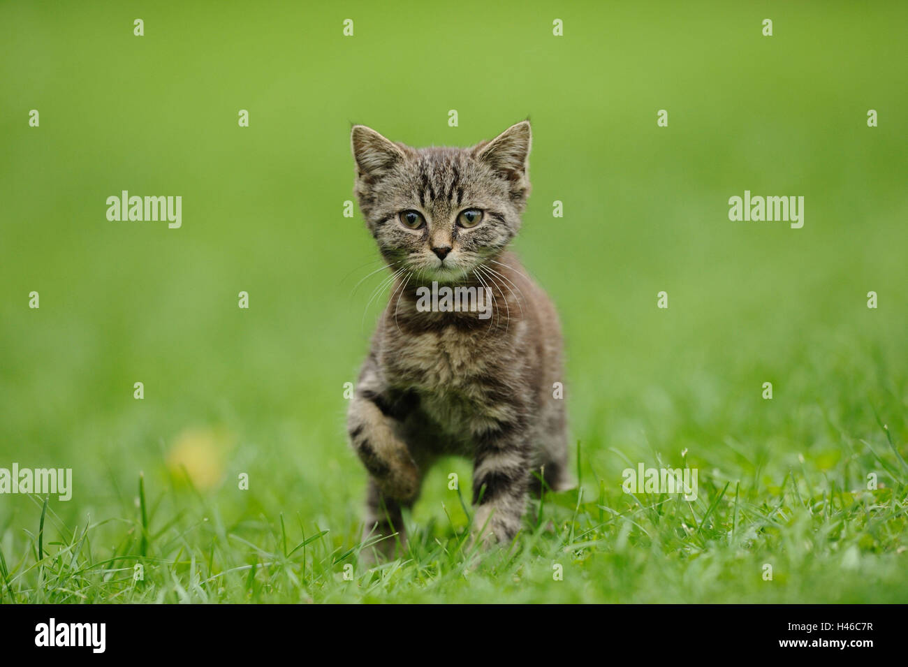 House cat, young animal, meadow, head-on Stock Photo - Alamy