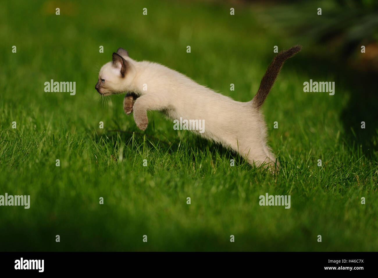 Siam Seal Point cat, young animal, meadow, jump, side view Stock Photo ...