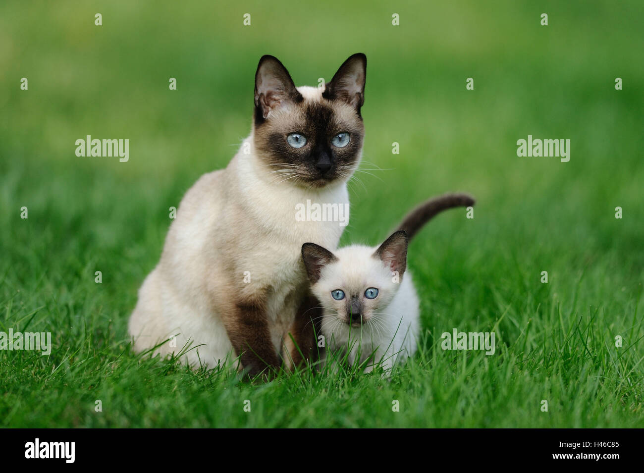 Two young siamese hi-res stock photography and images - Alamy