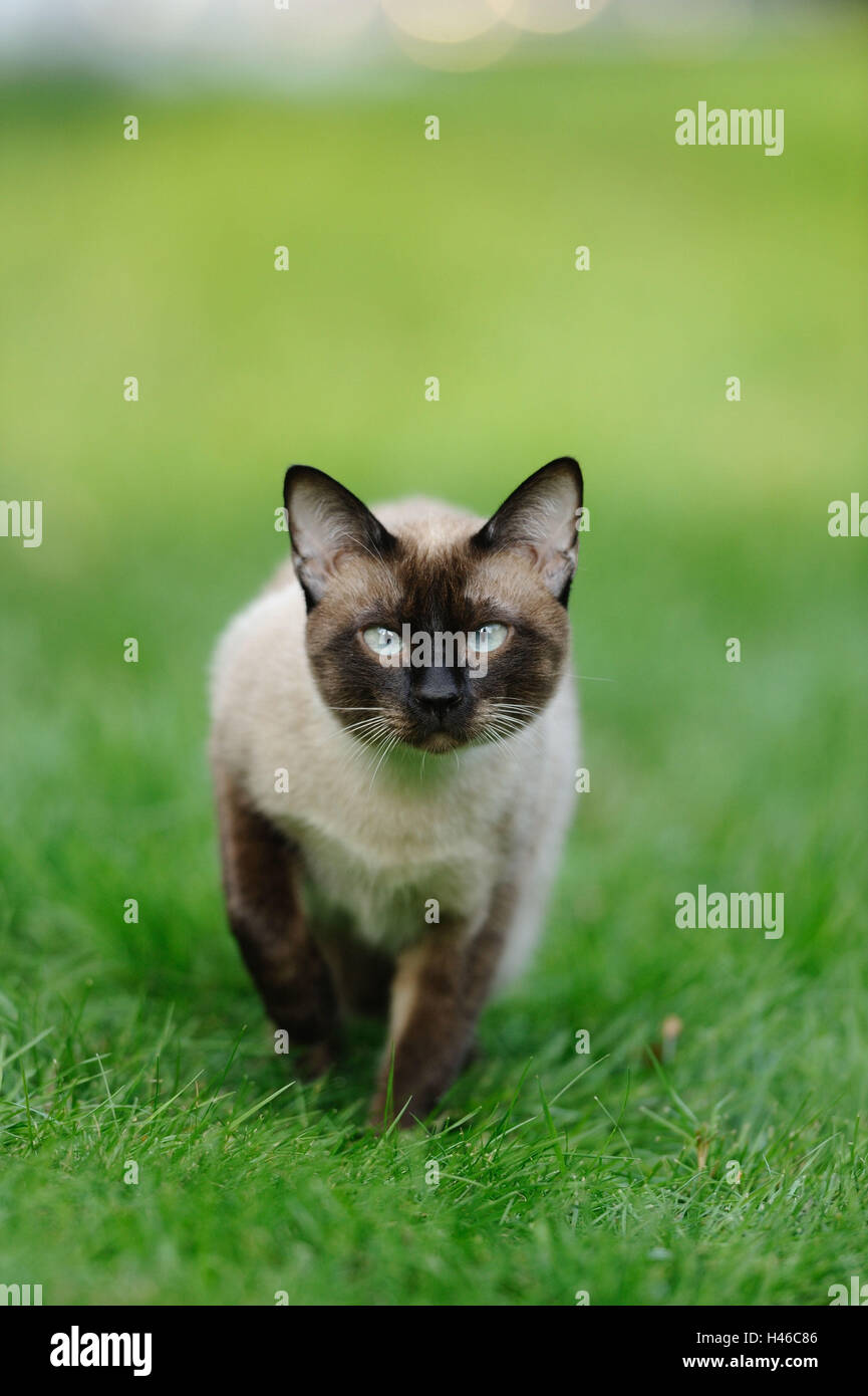 Siam seal point cat hi-res stock photography and images - Alamy