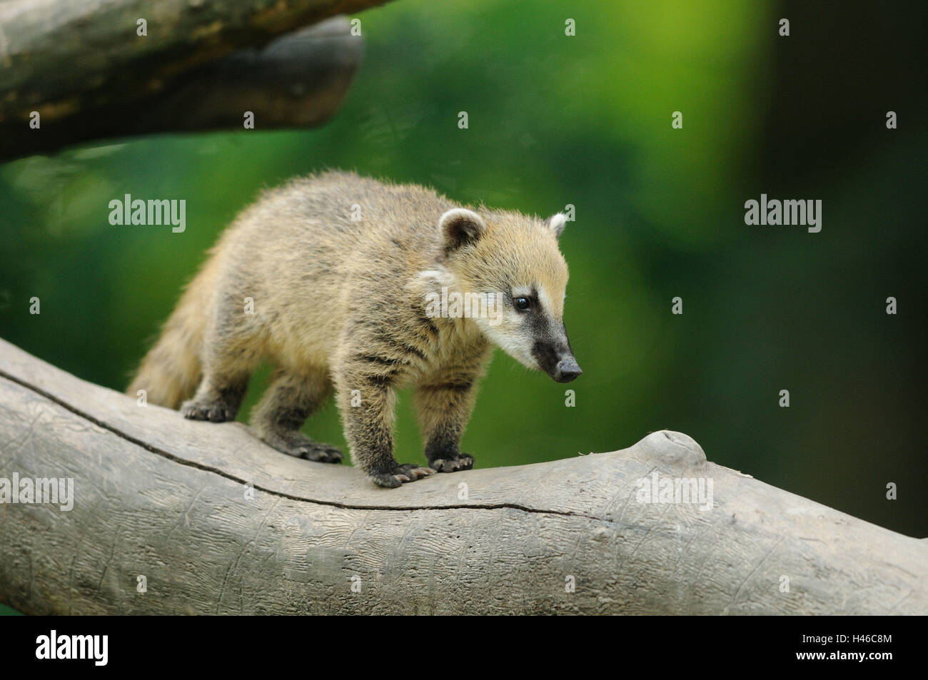Baby Coatimundi