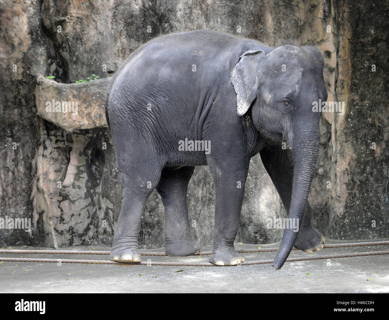 Elephant, rope, balance, Asia, Thailand, animal, mammal, side view ...