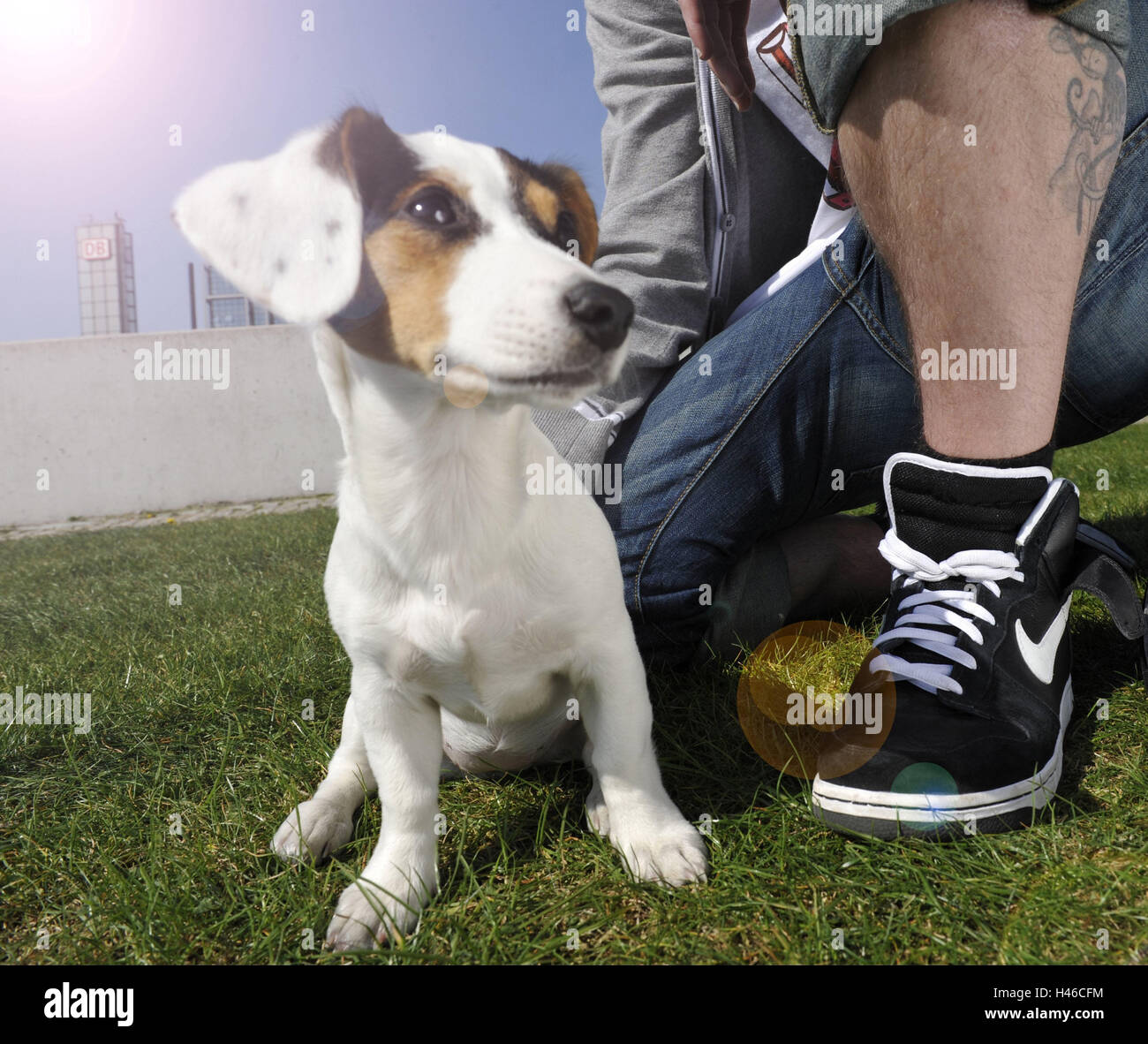 Dog, master, kneel, pay attention detail, person, man, animal, execute ...