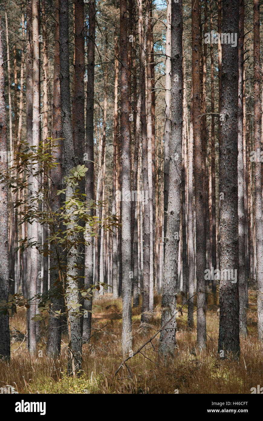 Forest, trunks, trees Stock Photo - Alamy