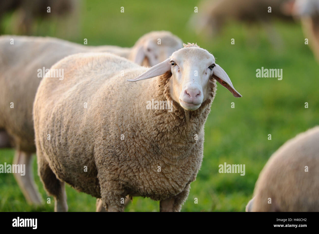 Domestic sheep, Ovis orientalis aries, head-on, standing, looking at ...