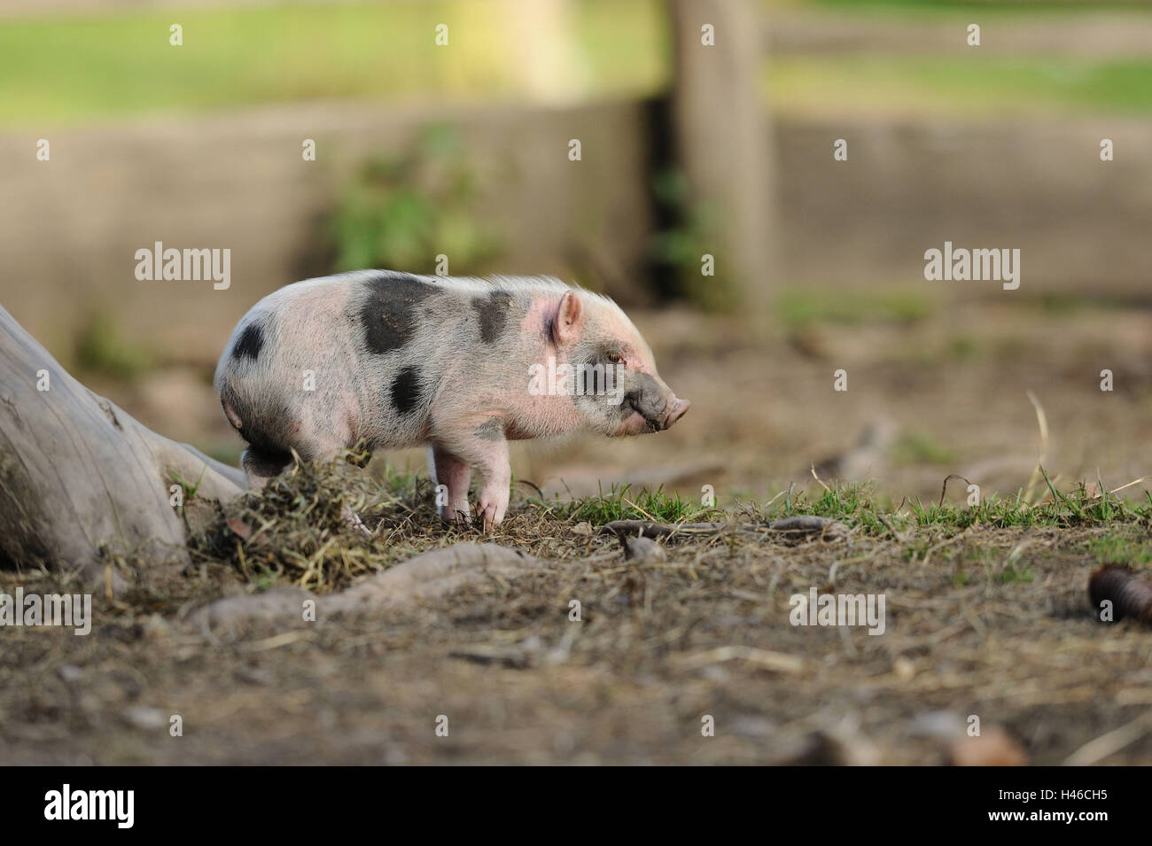 Vietnamese pot-bellied pig, piglet, side view, stand Stock Photo - Alamy