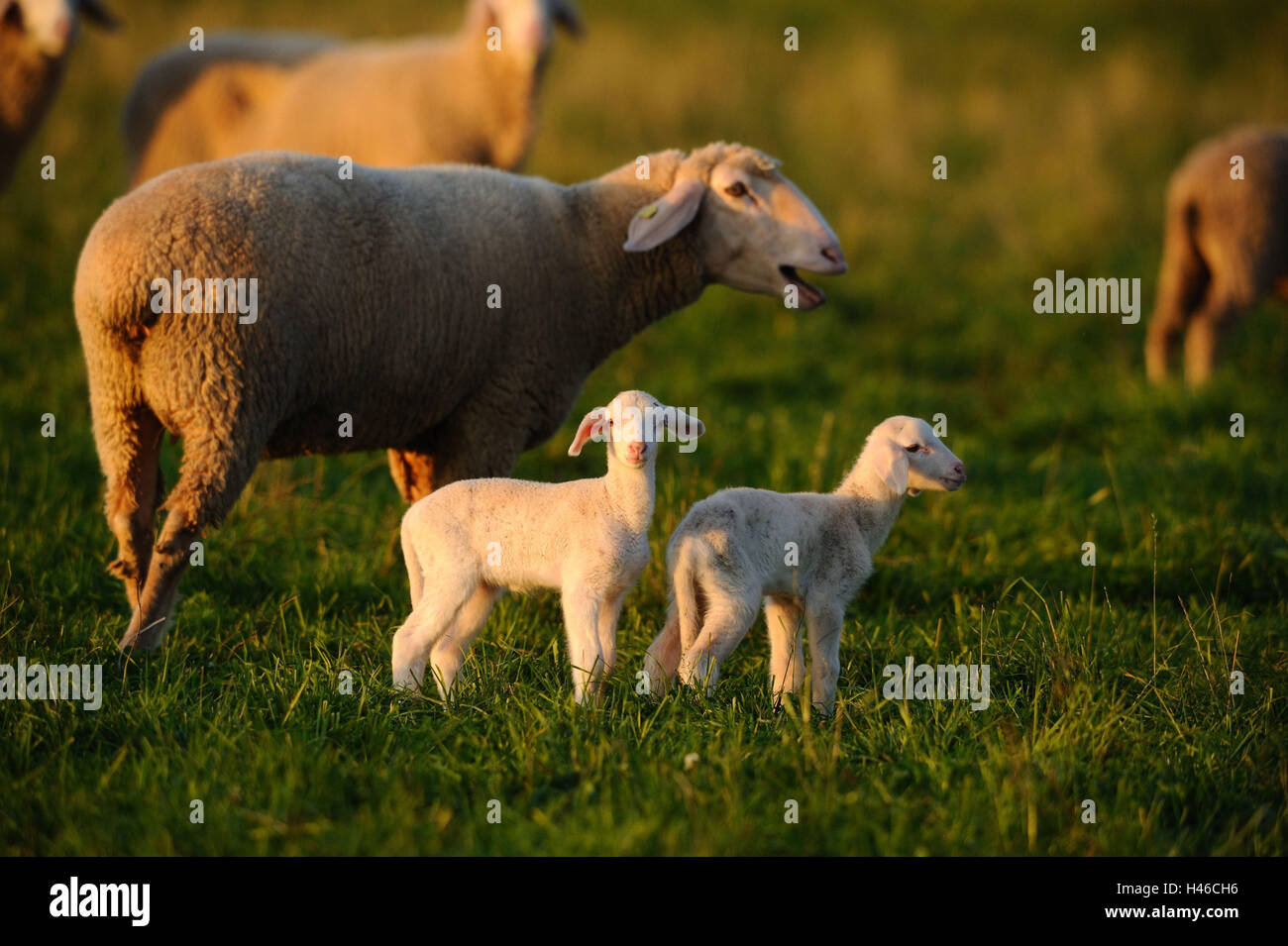 Domestic sheep, Ovis orientalis aries, lambs, side view, standing ...