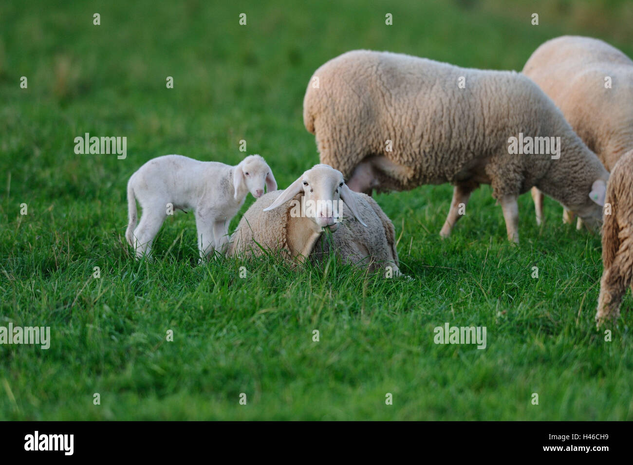 Side view baby lamb in hi-res stock photography and images - Alamy